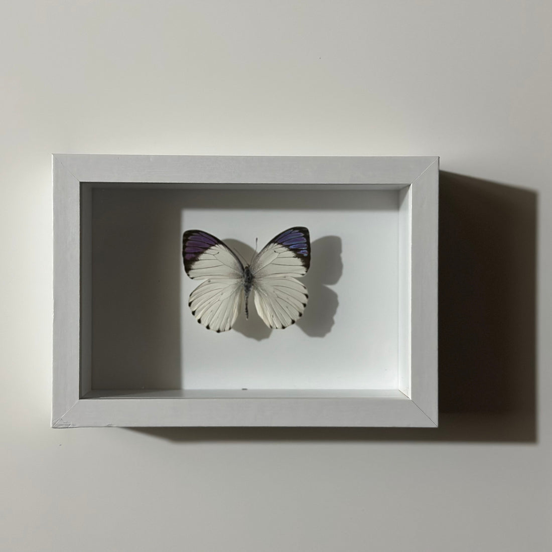 Colotis Regina - Summer- Framed Butterfly - Gift - UAE – Bylovember